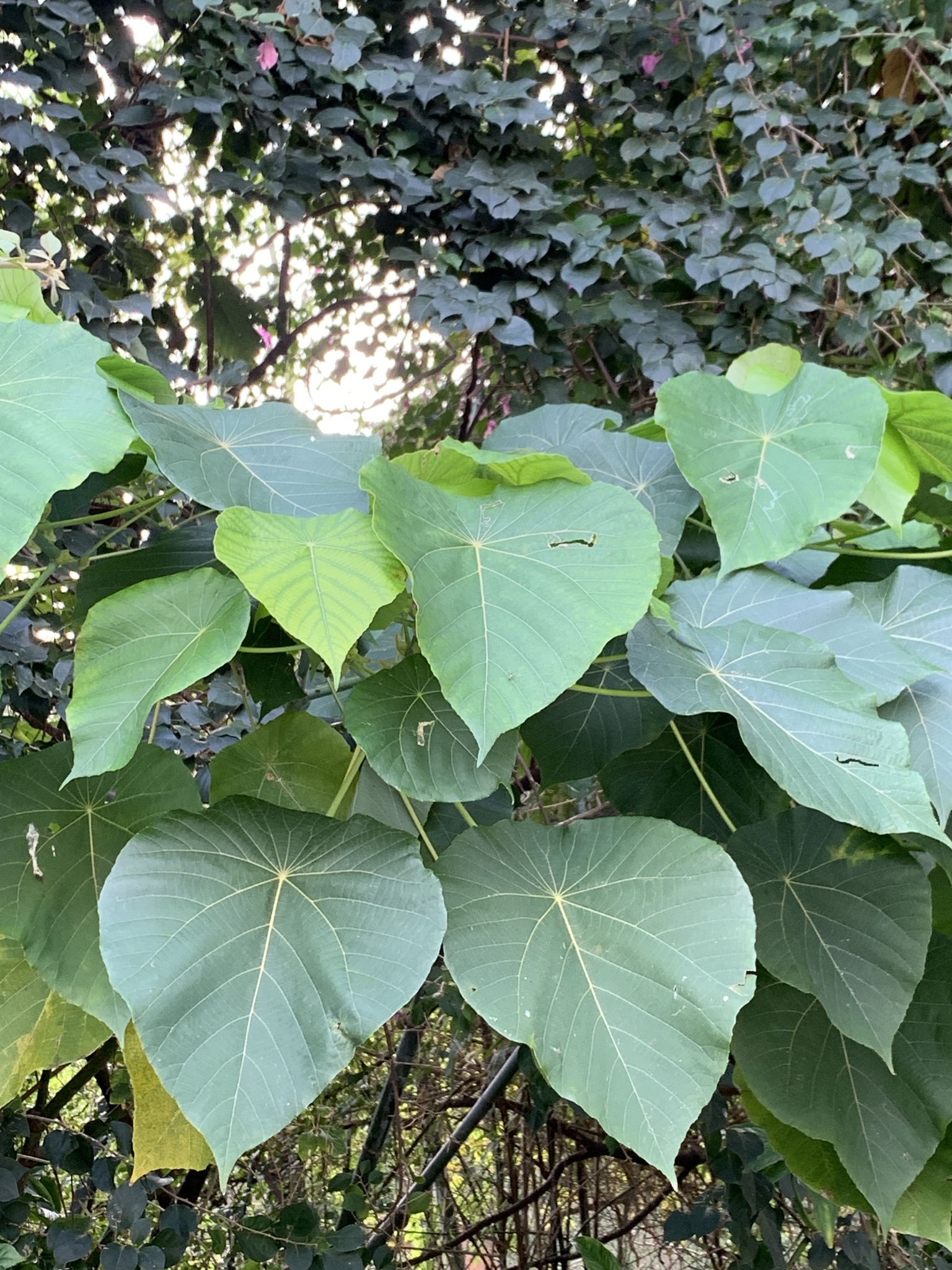 Macaranga tanarius (L.) Müll.Arg.