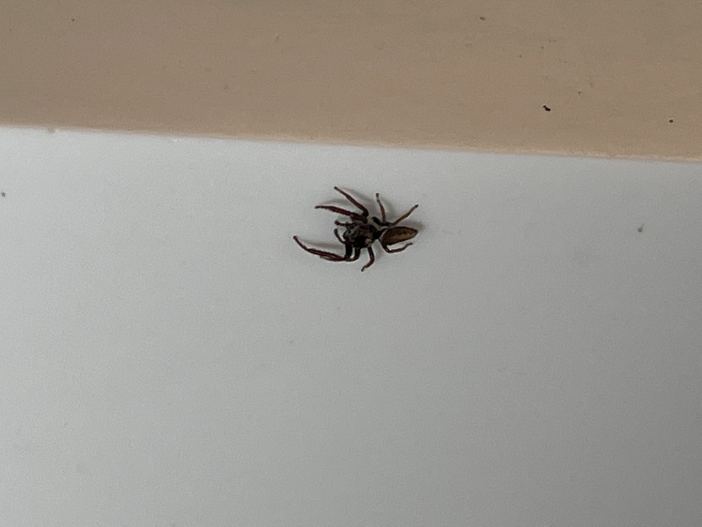 Garden Jumping Spiders from Wilson St, Maroubra, NSW, AU on January 10 ...