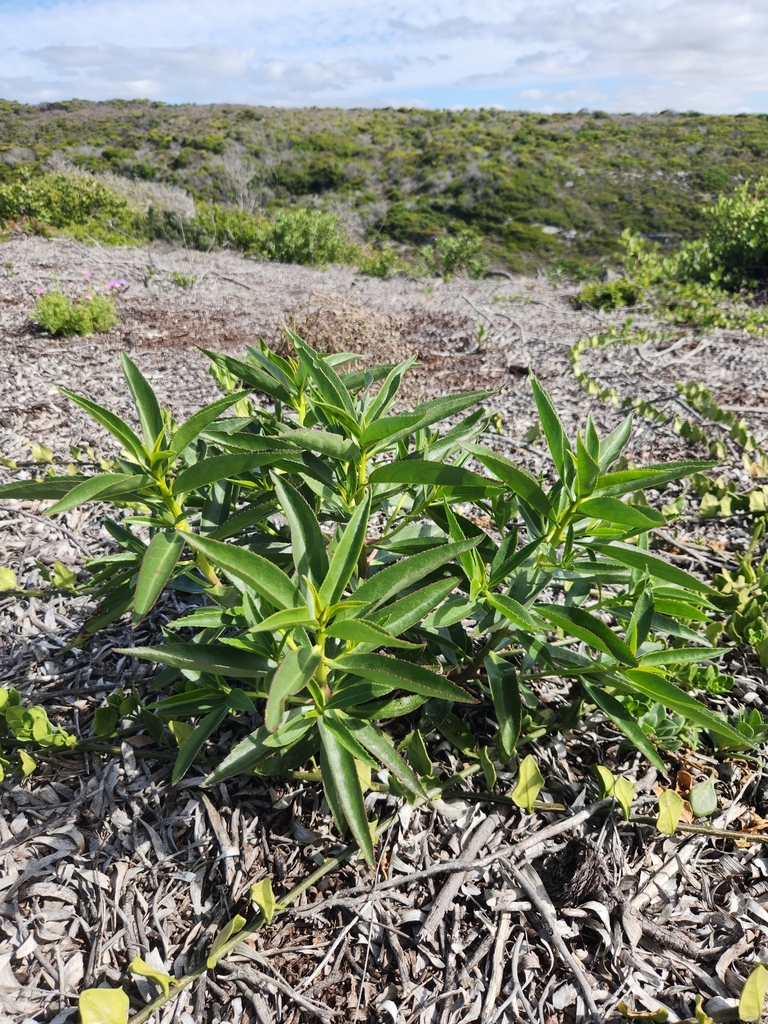 waterbush from L'Agulhas, 7287, South Africa on January 10, 2023 at 09: ...