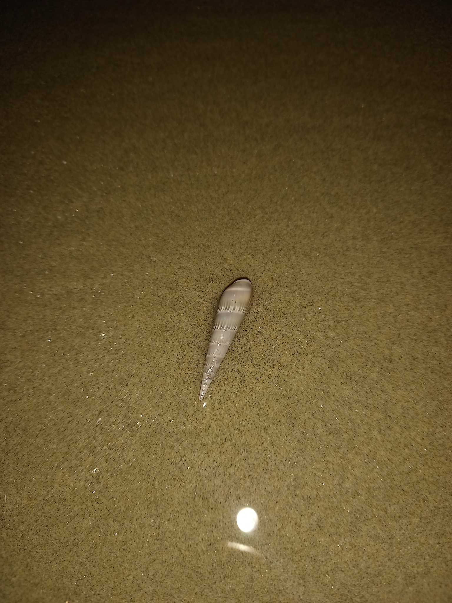 Hastula cinerea (Born, 1778)