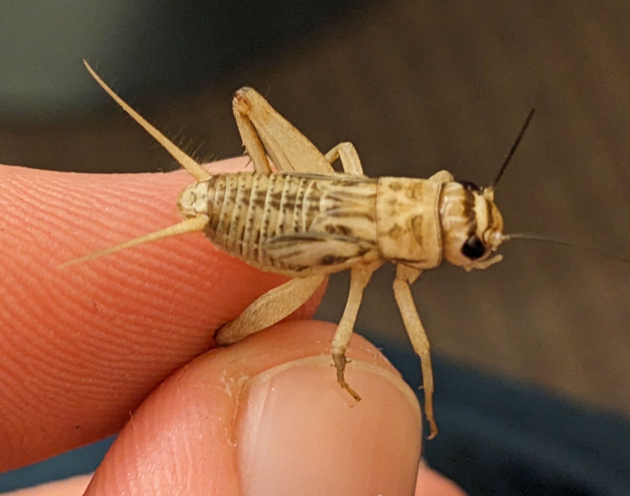 Acheta domesticus (Linnaeus, 1758)
