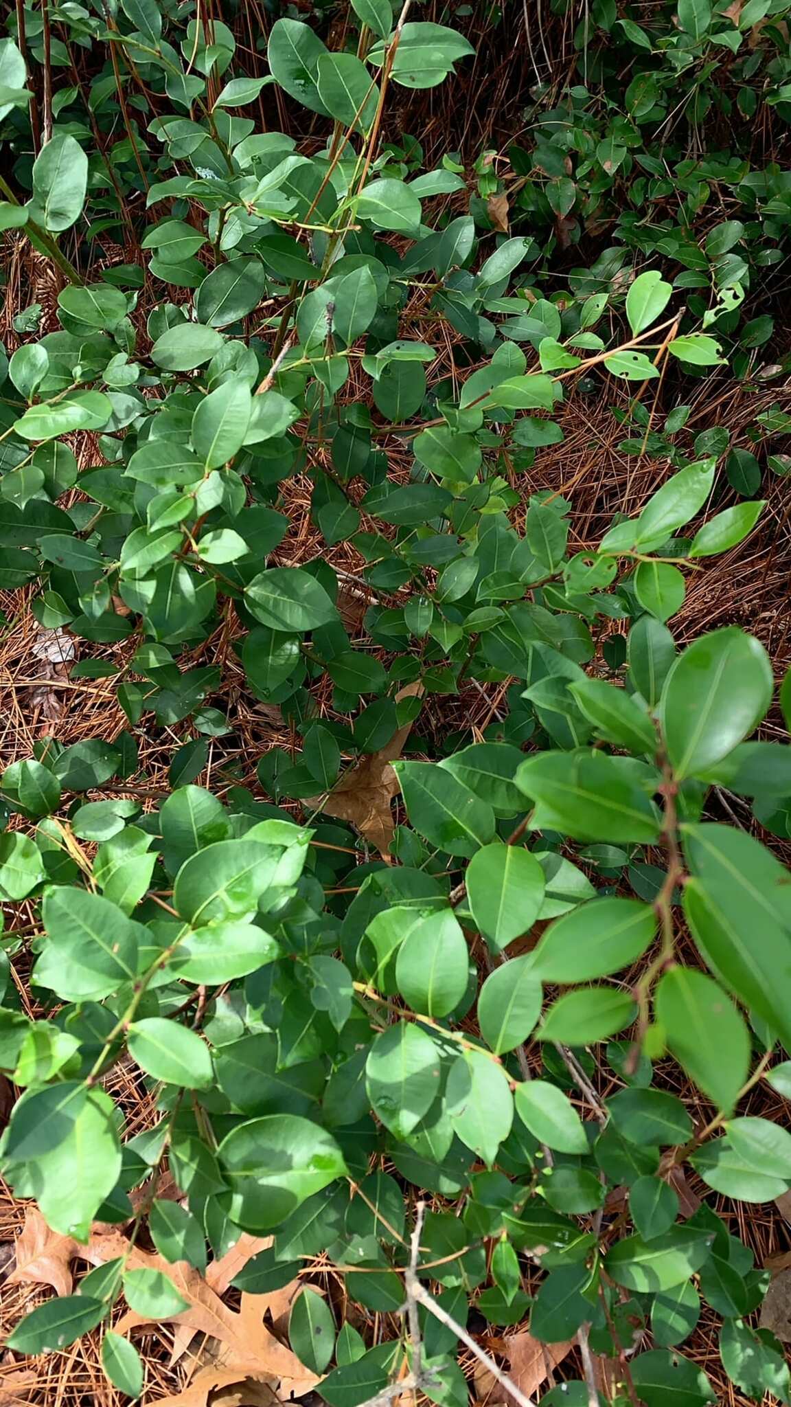 Lyonia lucida (Lam.) C.Koch