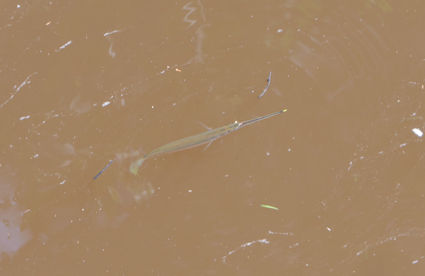 Zenarchopterus buffonis (Valenciennes, 1847)