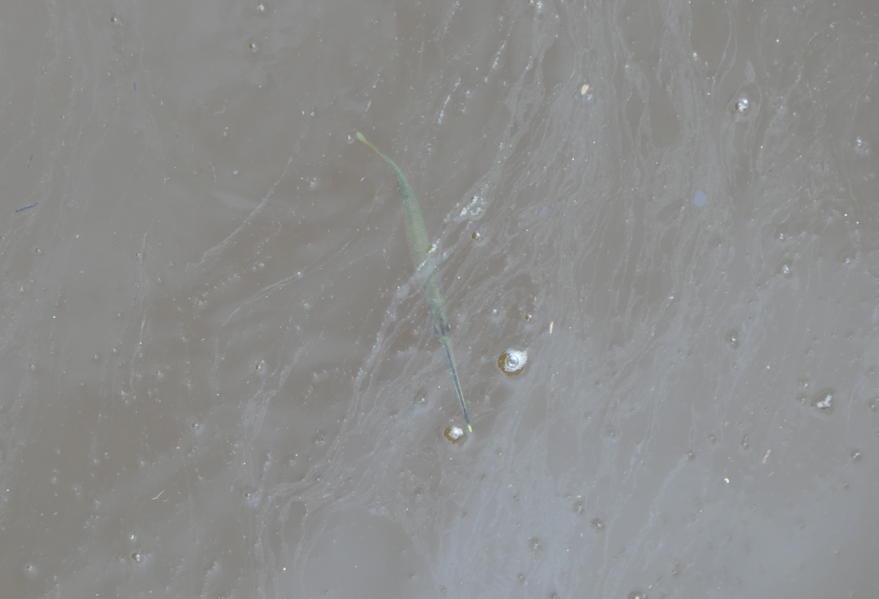 Zenarchopterus buffonis (Valenciennes, 1847)