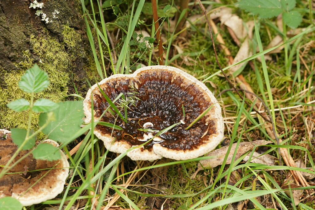 red-staining stalked polypore from Melbourne VIC, Australia on December ...