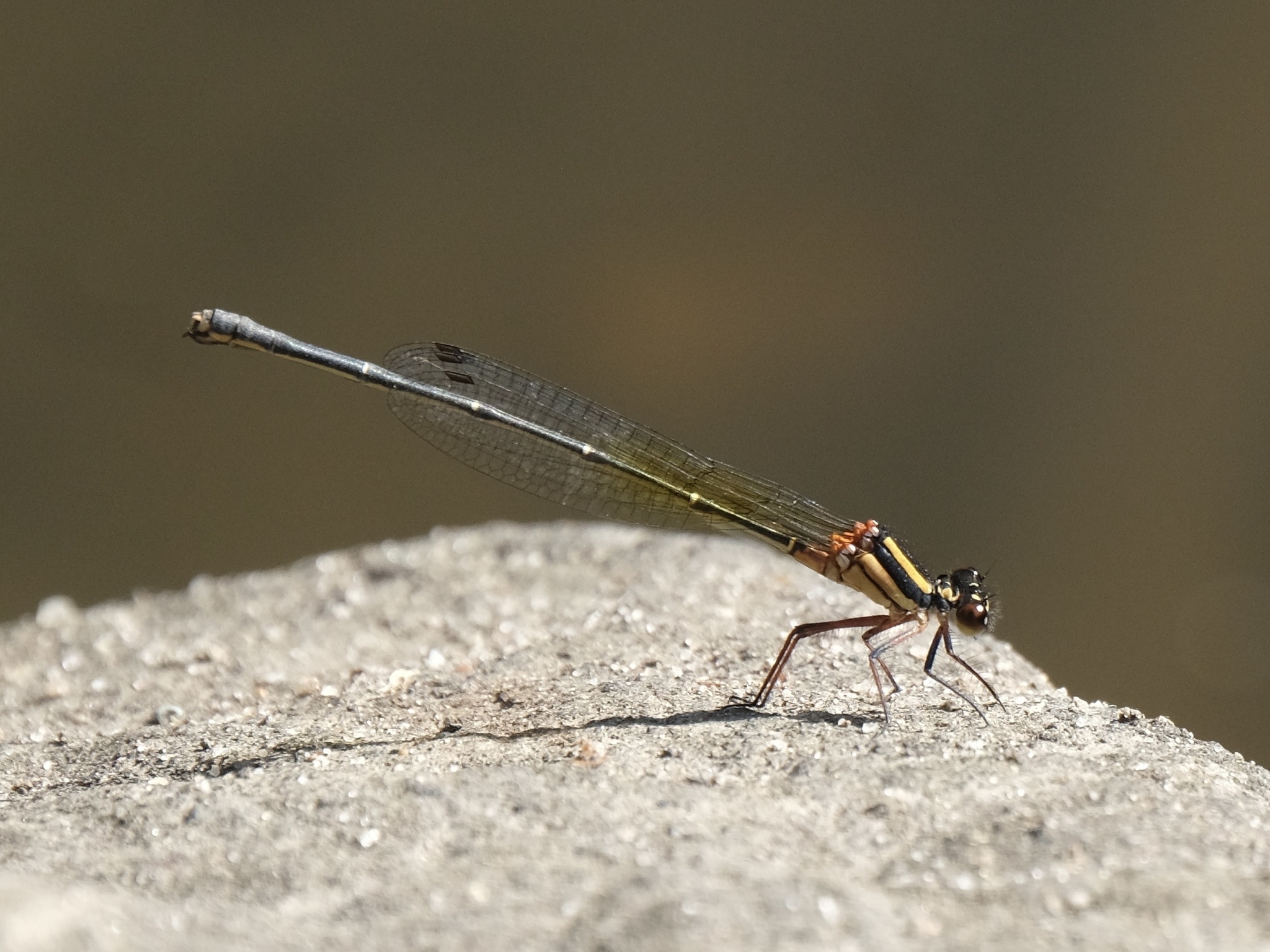 Protoneuridae
