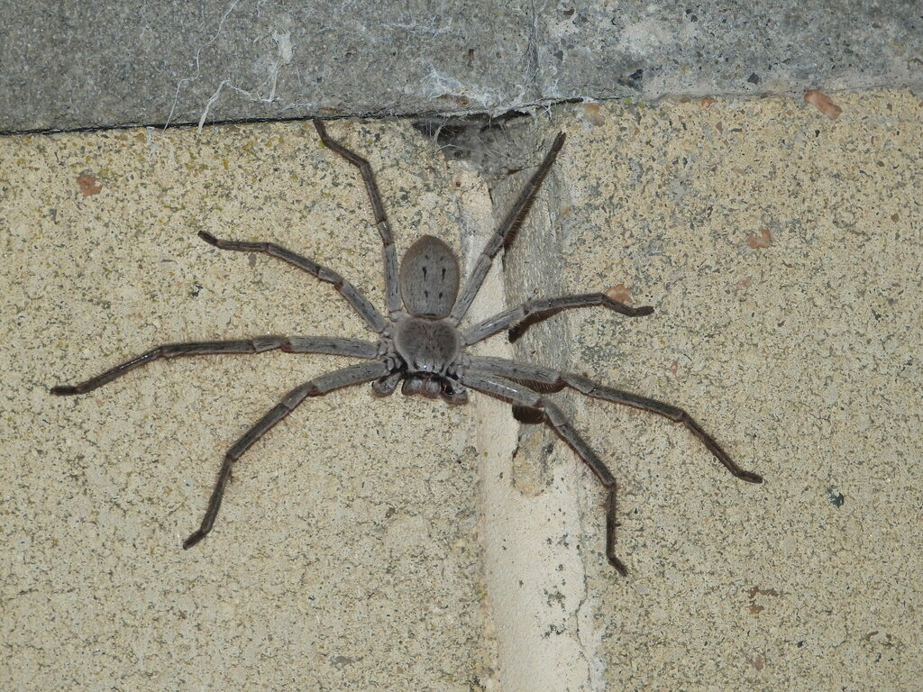 Mountain Huntsman from Wallerawang NSW 2845, Australia on January 4 ...