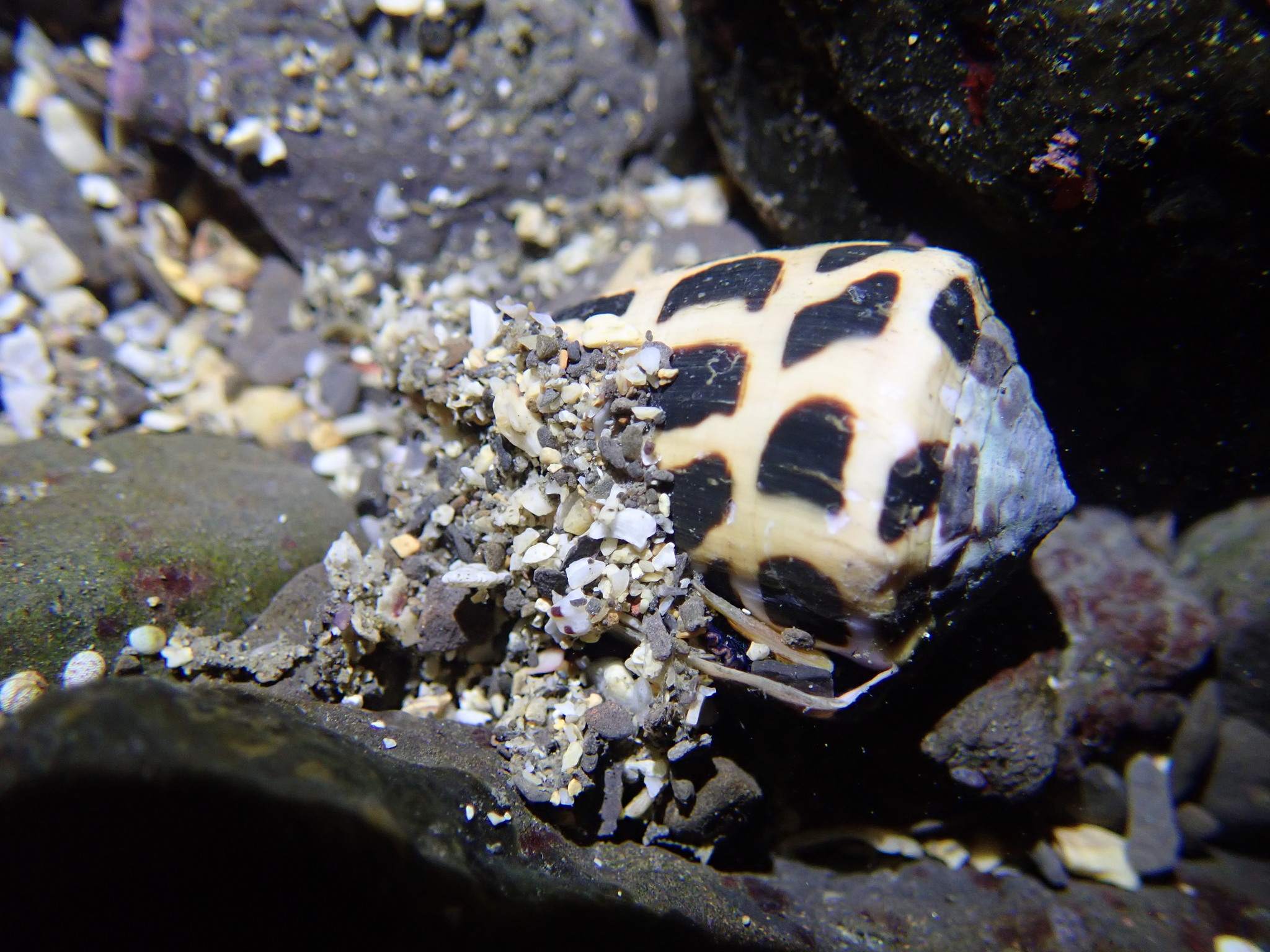 Conus Linnaeus, 1758