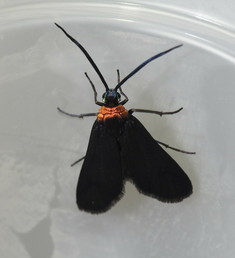 Pollanisus from Talegalla Weir QLD 4650, Australia on January 10, 2023 ...