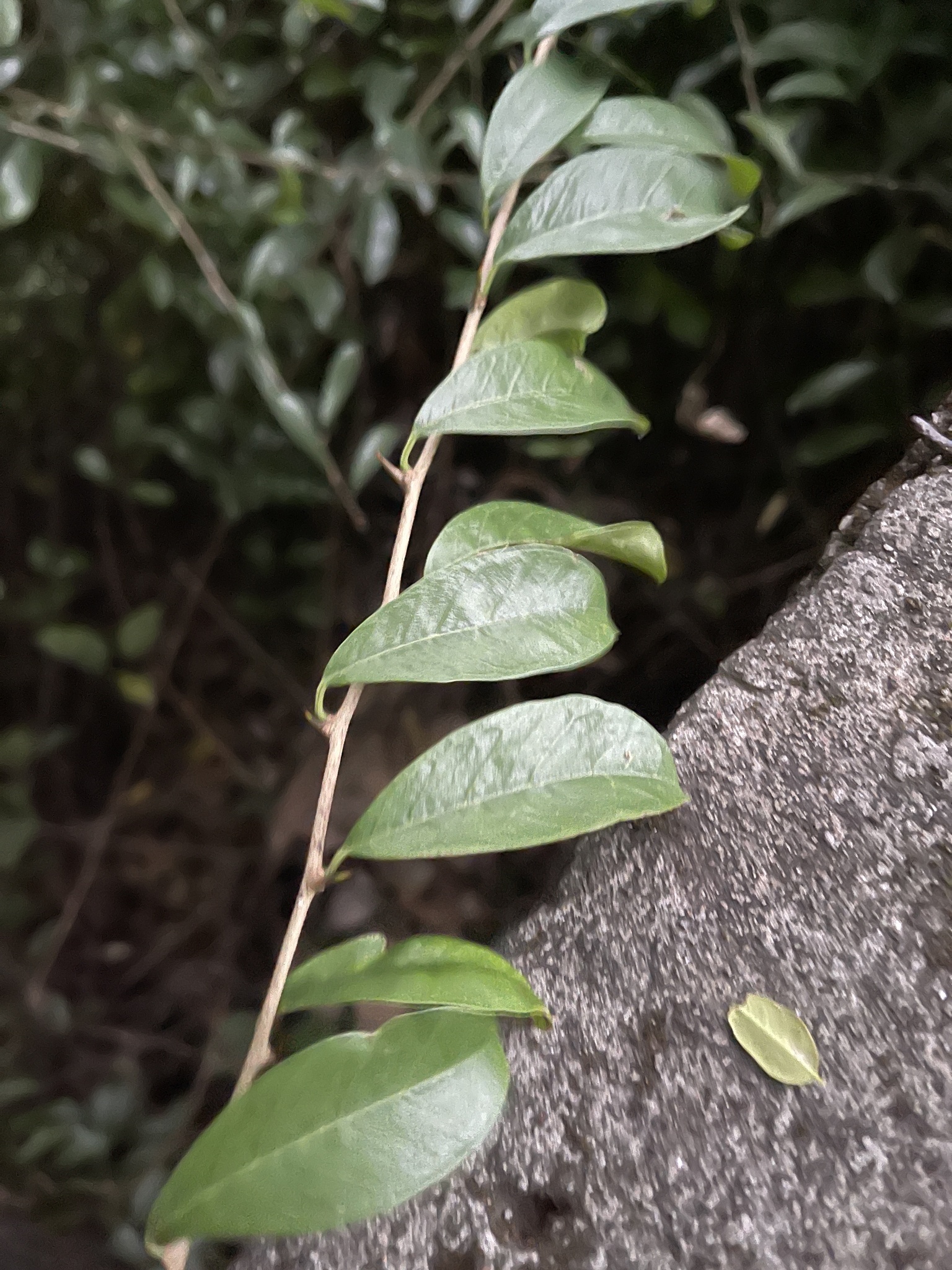 Maclura cochinchinensis (Lour.) Corner