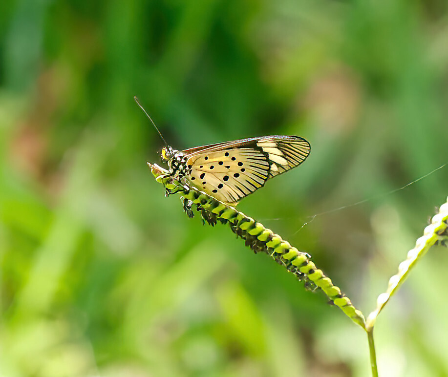 Acraea encedon Linnaeus, 1758