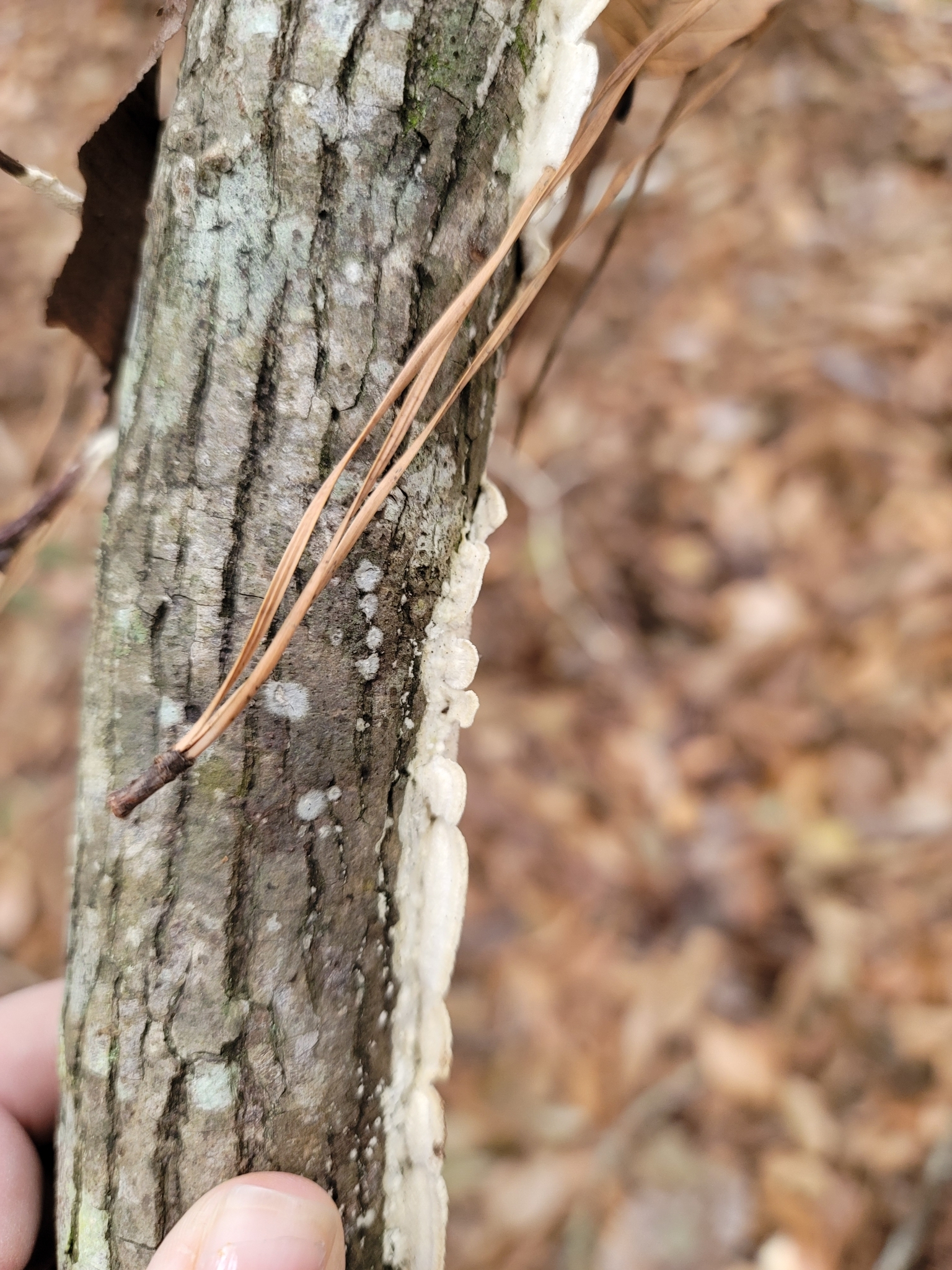 Irpex lacteus (Fr.) Fr.