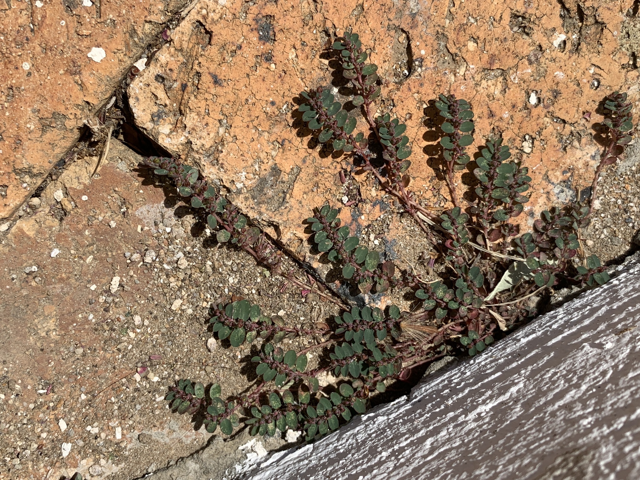 Euphorbia prostrata Aiton