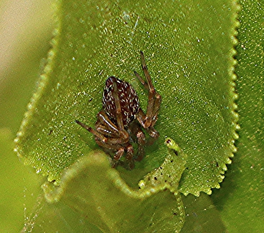 House Spiders from Kalorama VIC 3766, Australia on January 10, 2023 at ...