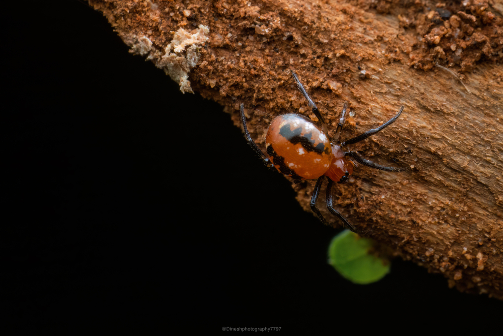 Hypsosinga from Sithalapakkam, Chennai, Tamil Nadu, India on September ...
