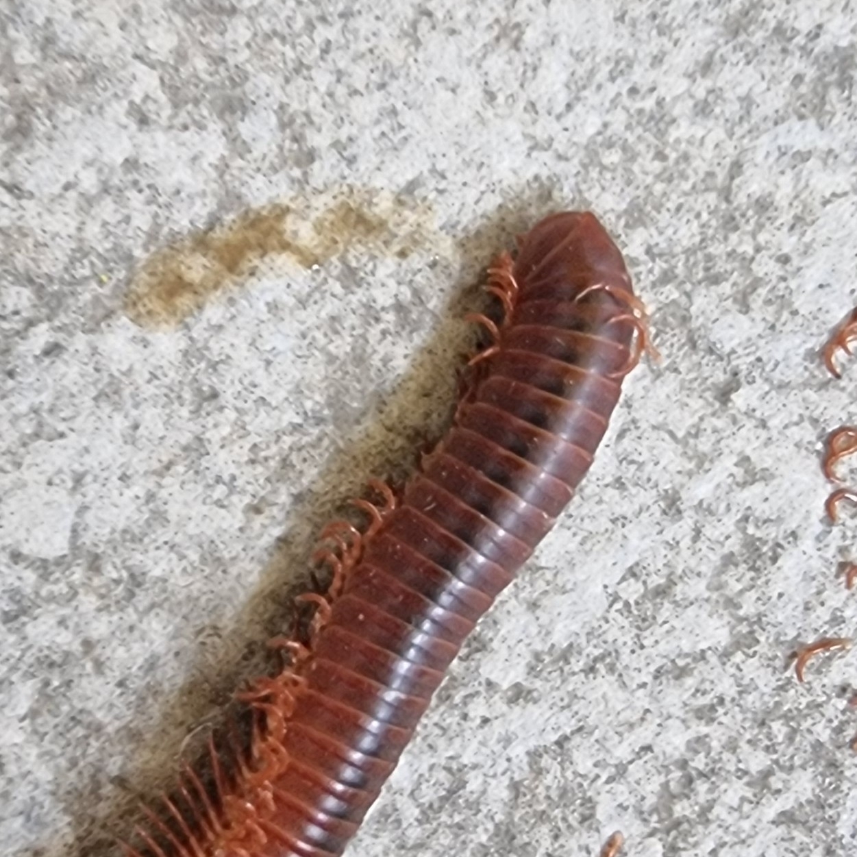 Trigoniulus corallinus (Eydoux & Souleyet, 1842)