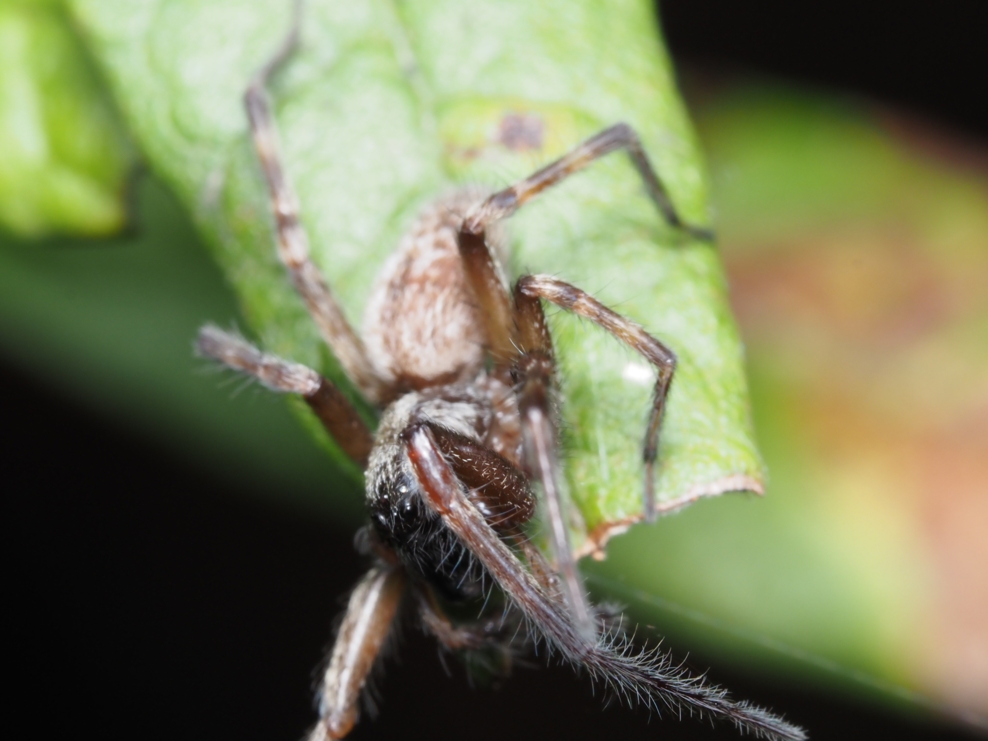 Badumna longinqua (L.Koch, 1867)