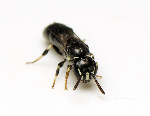 Healesville Masked Bee (Hylaeus aralis) · iNaturalist United Kingdom