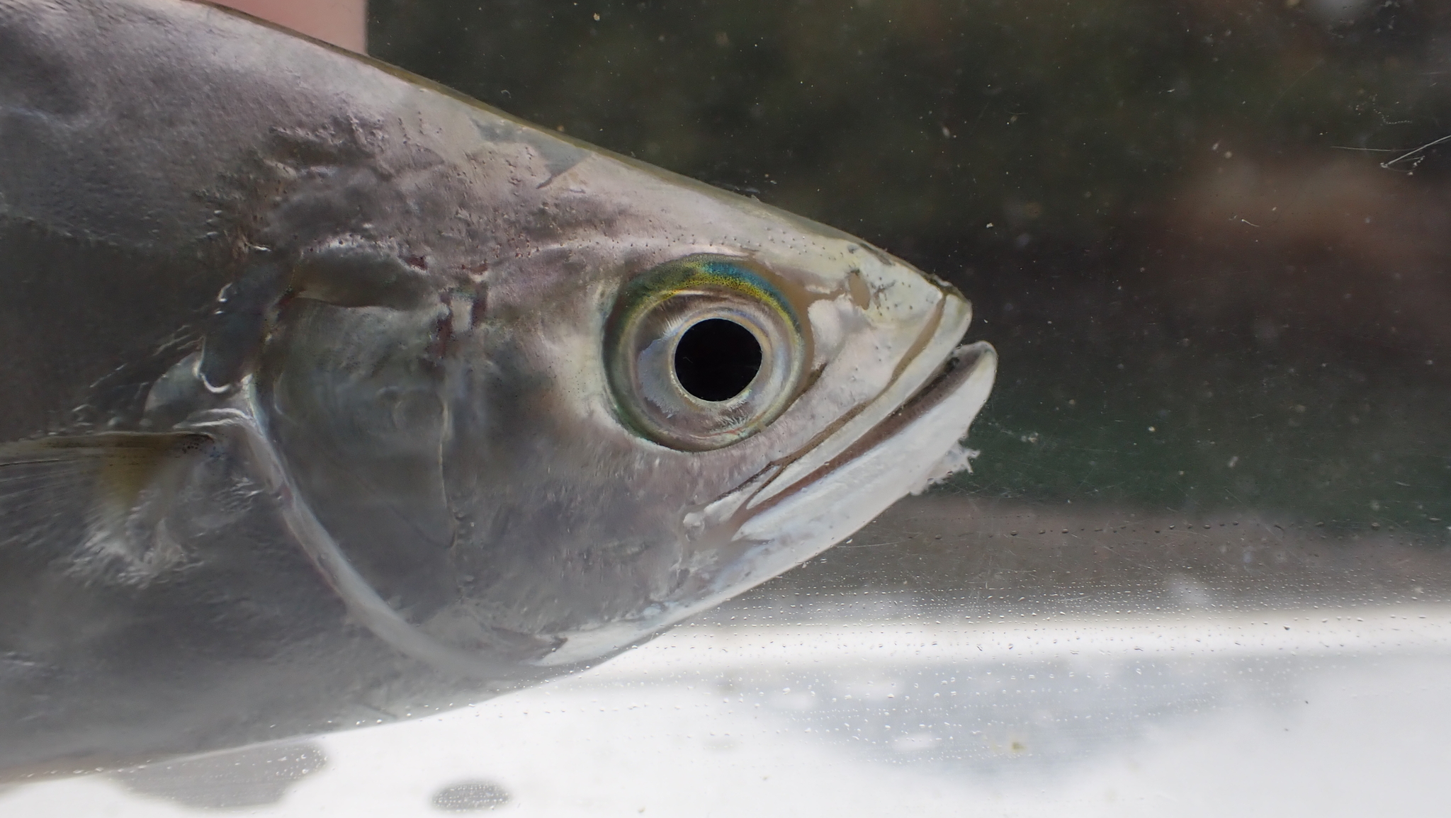 Scomberoides tol (Cuvier, 1832)