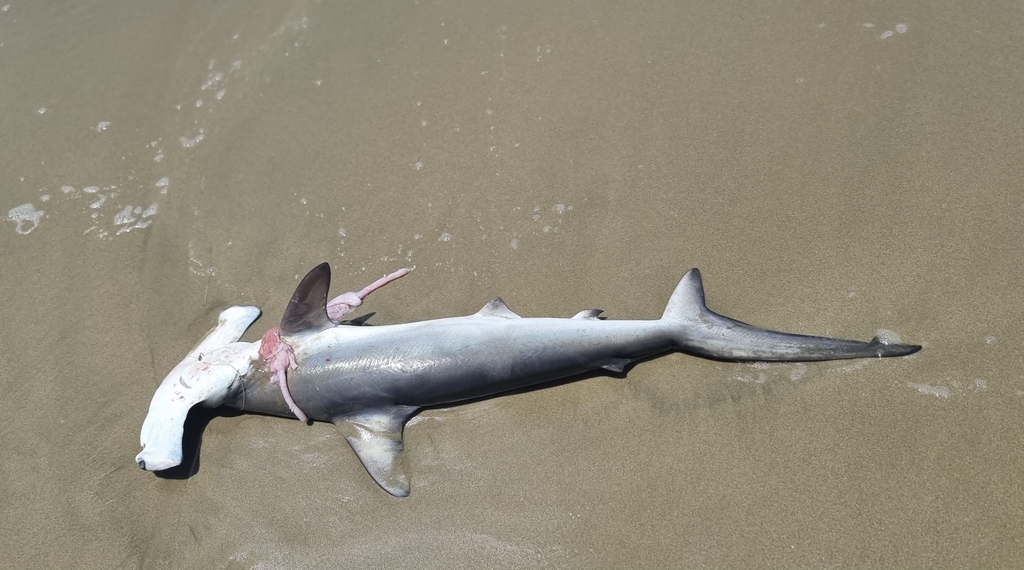 Smooth Hammerhead in December 2022 by wellmaintainedhedge · iNaturalist