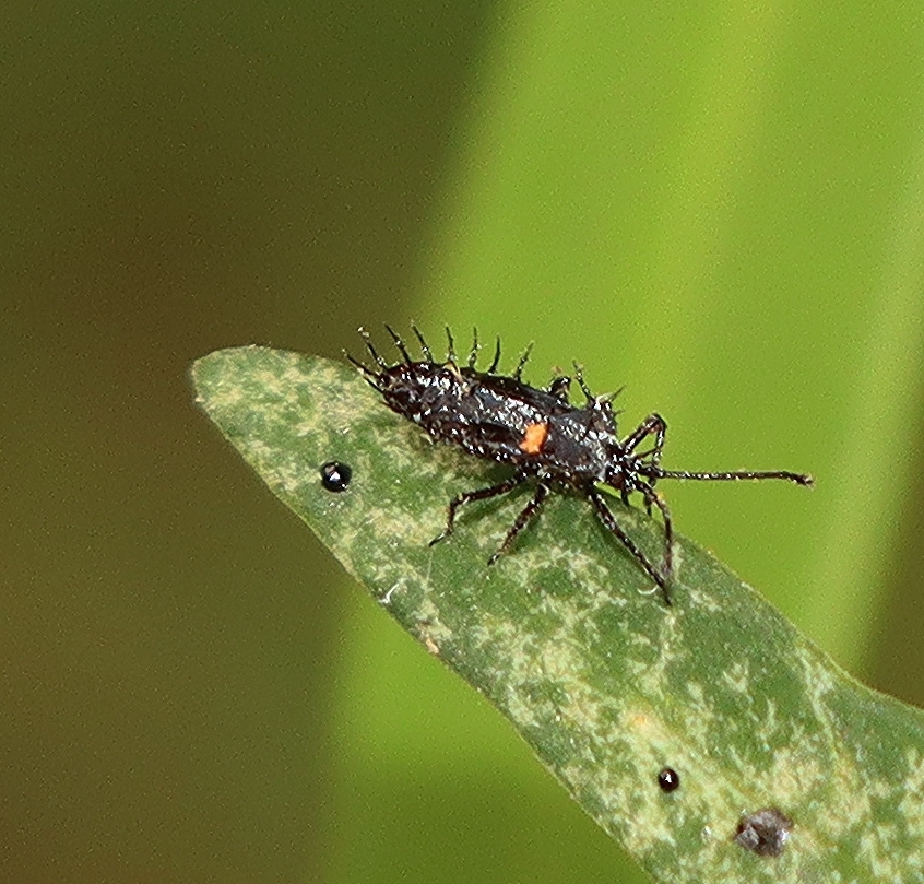 Insects from Kalorama VIC 3766, Australia on January 10, 2023 at 01:15 ...