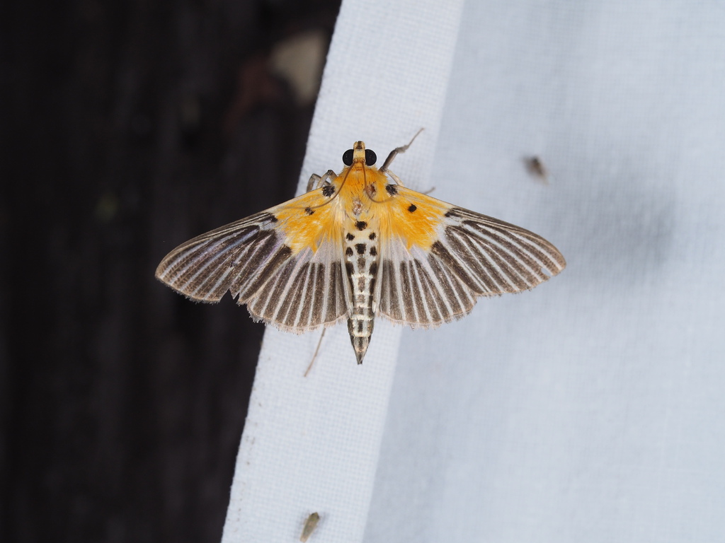 Nevrina procopia from Huai Mae Priang, Kaeng Krachan District ...