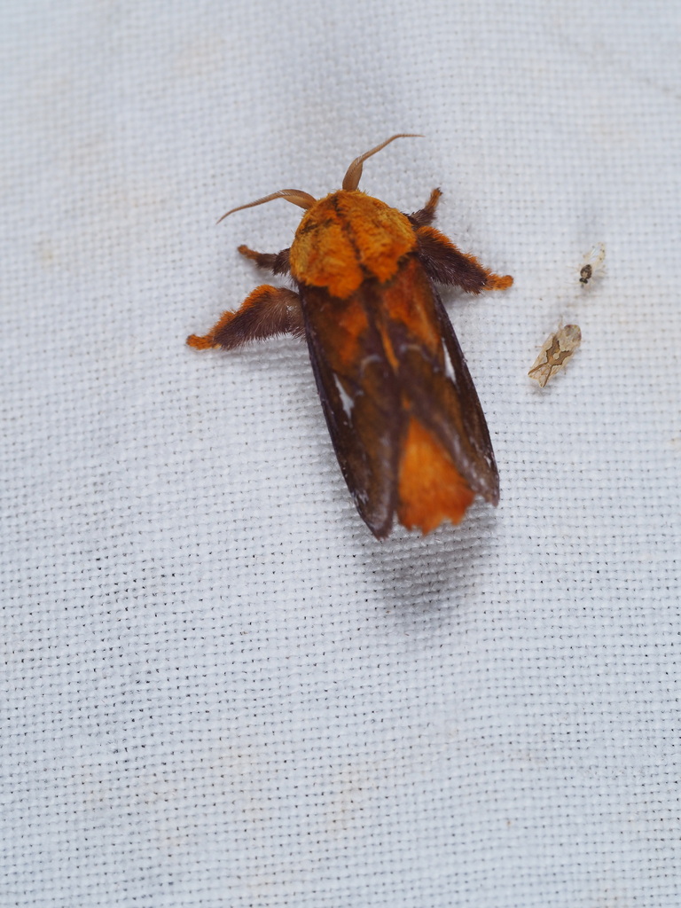 Miresa from Song Phi Nong, Kaeng Krachan District, Phetchaburi, 泰国 on ...