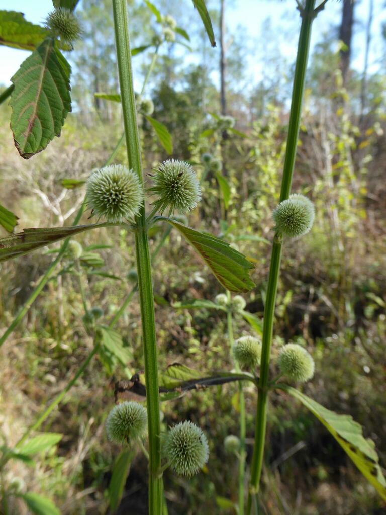 lesser roundweed from Polk County, FL, USA on January 9, 2023 at 10:32 ...