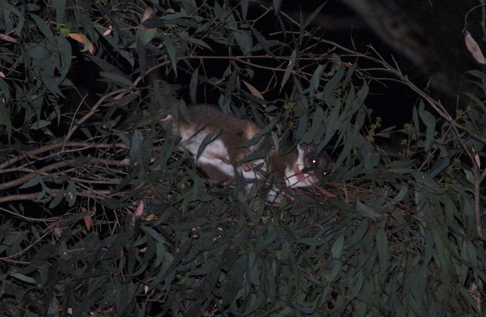 Pseudocheirus peregrinus (Boddaert, 1785)