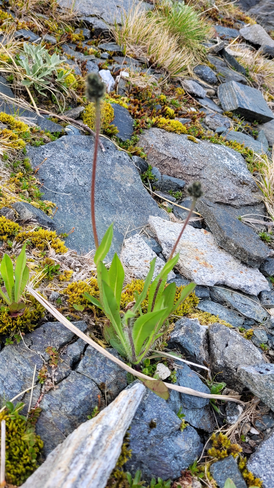 Pilosella piloselloides (Vill.) Soják