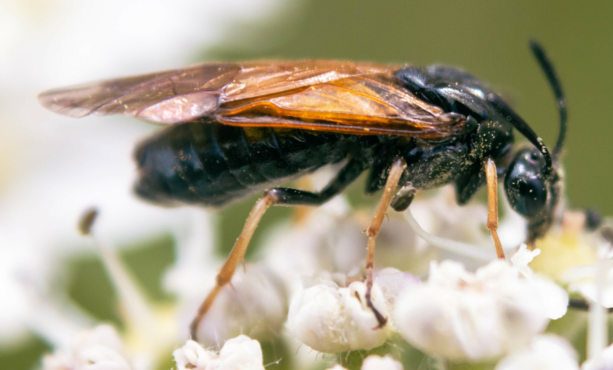 Arge ustulata (Linnaeus, 1758)