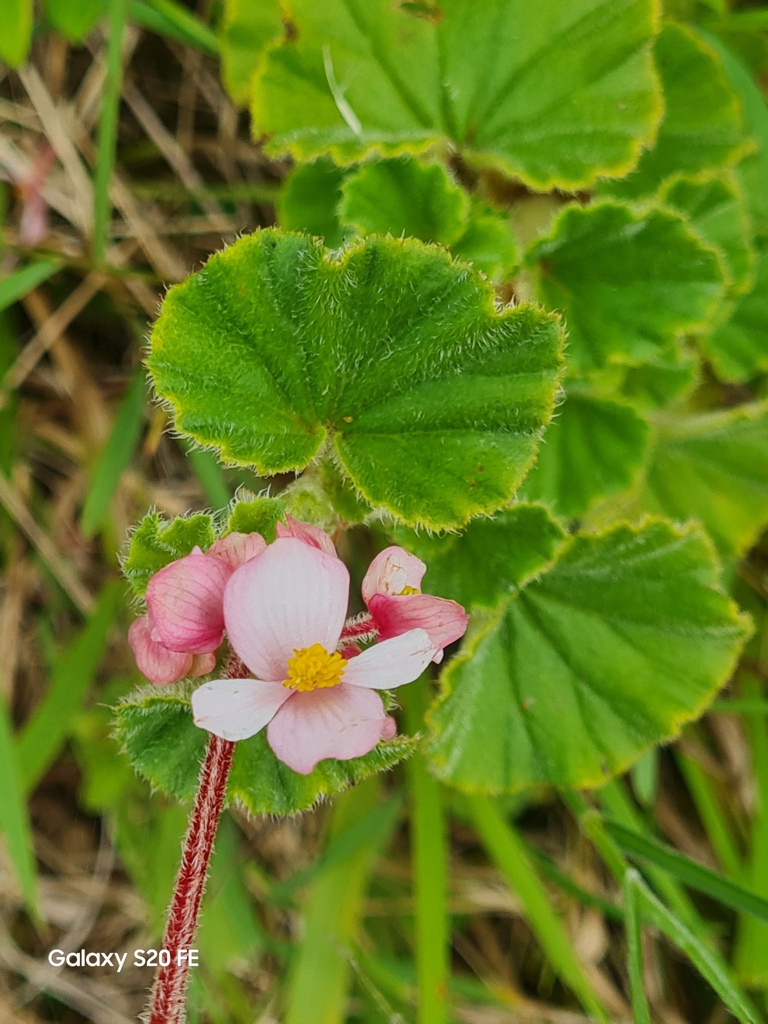 Begonia fischeri Schrank