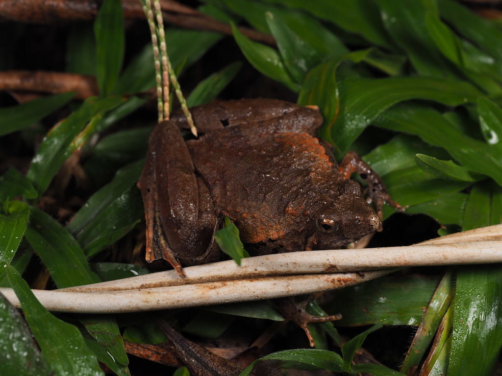 Rice Frogs from Song Phi Nong, Kaeng Krachan District, Phetchaburi, 泰国 ...