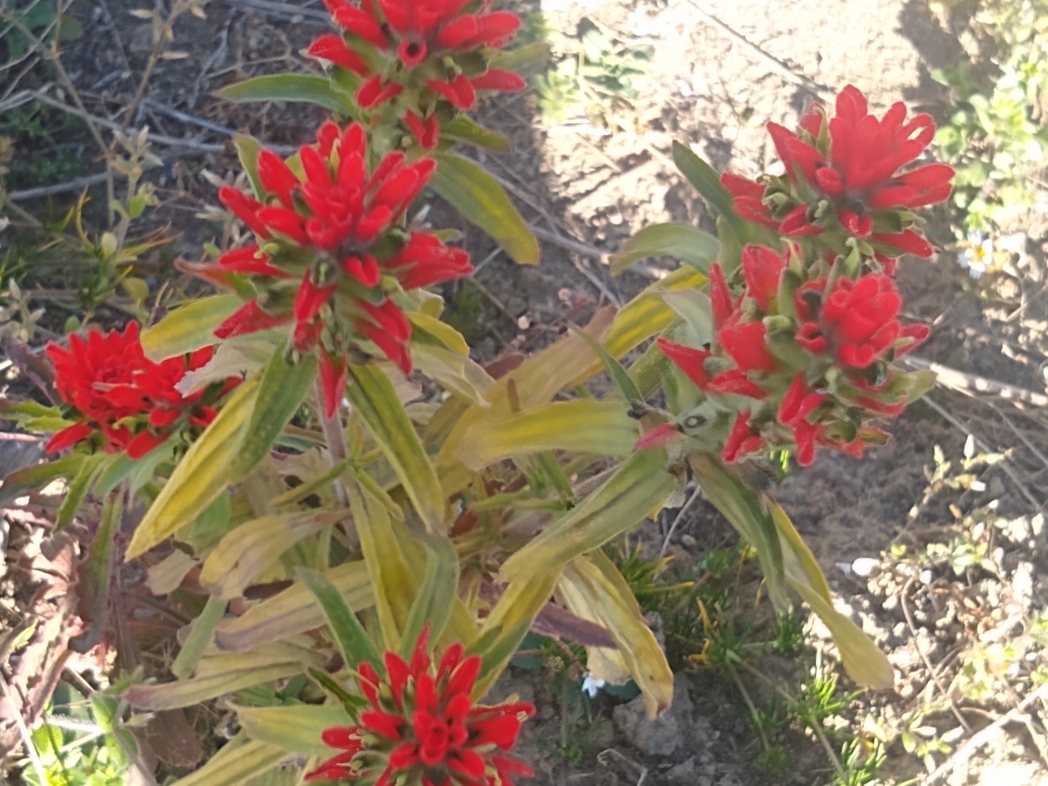 Castilleja arvensis Cham. & Schltdl.