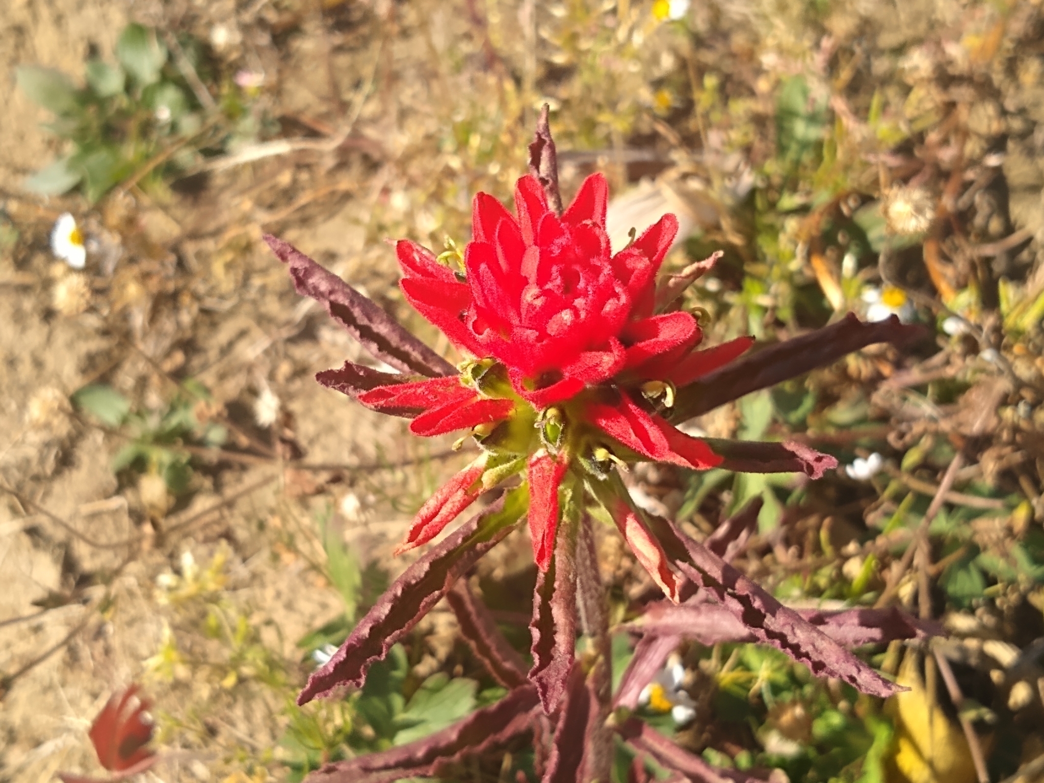 Castilleja arvensis Cham. & Schltdl.