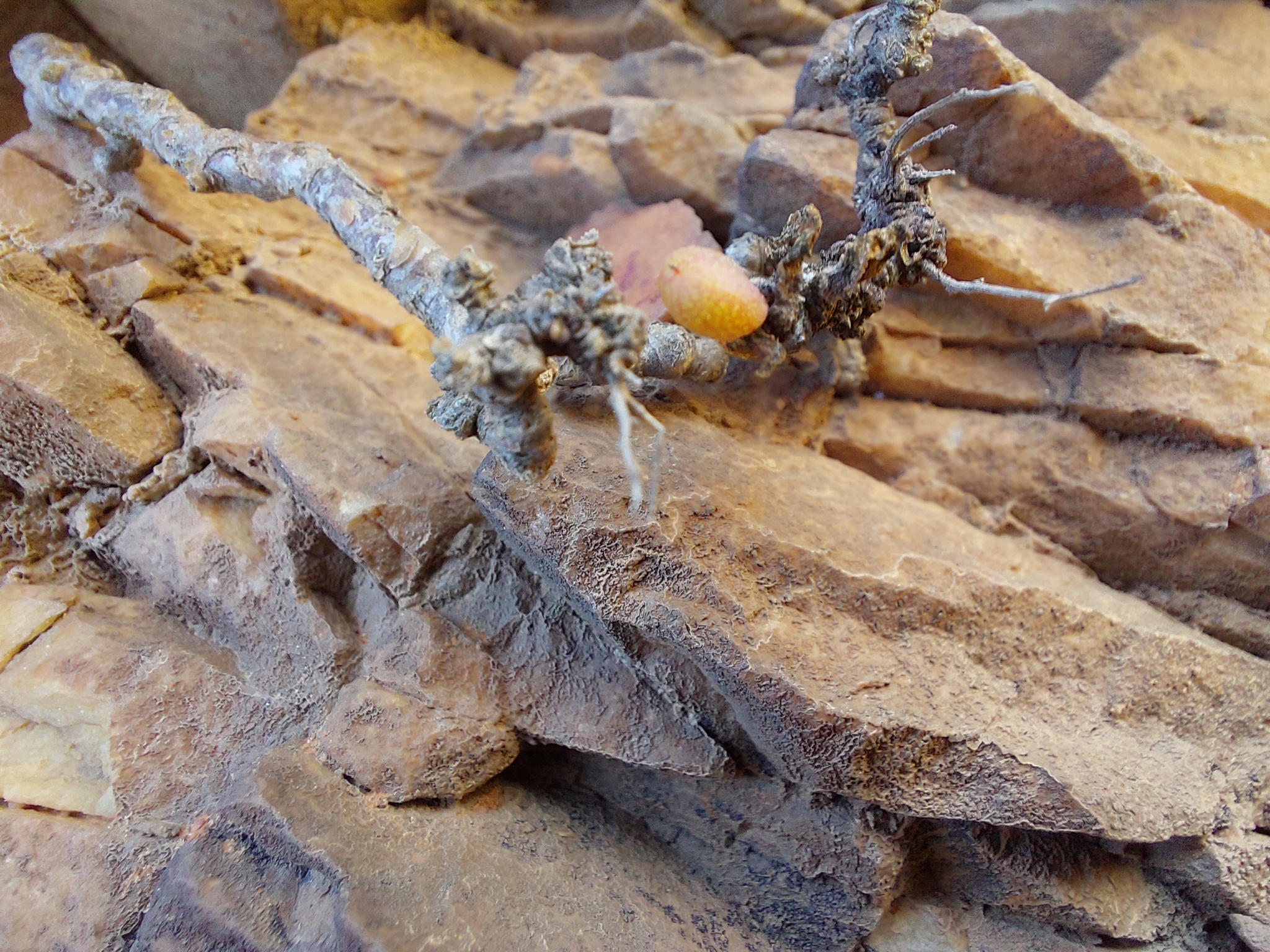 Tylecodon similis (Toelken) Toelken