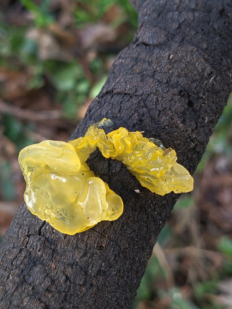witch's butter from Life Sciences Addition, Berkeley, CA 94720, USA on ...