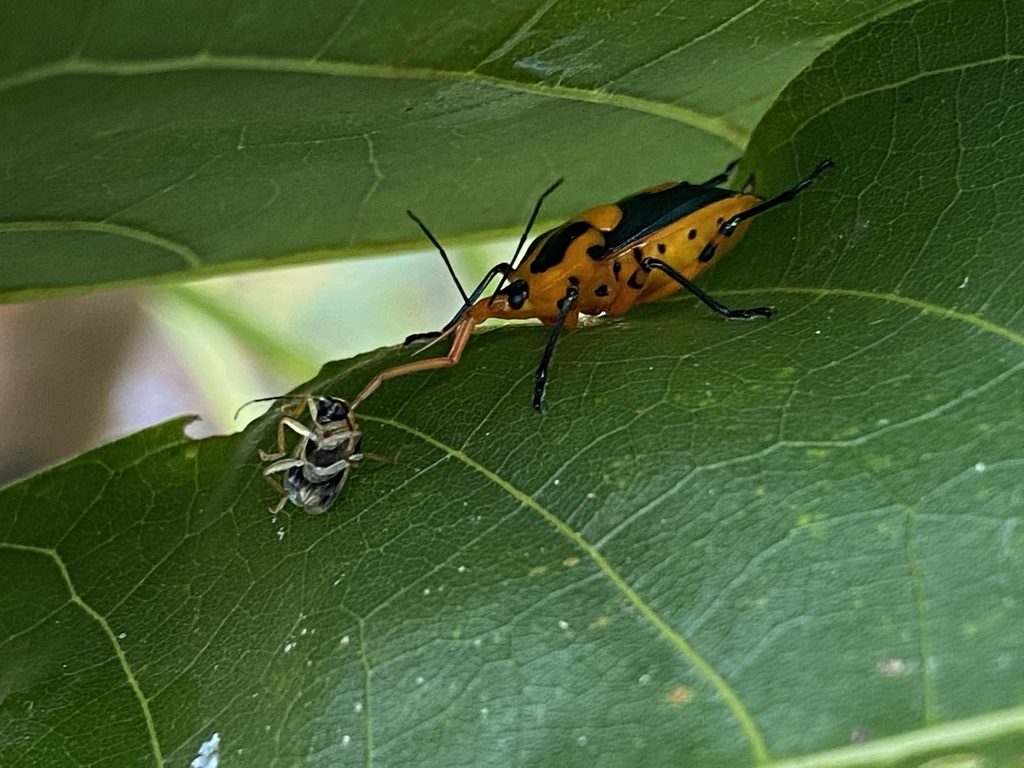 Florida Predatory Stink Bug from Perez Zeledon, San Jose, CR on January ...