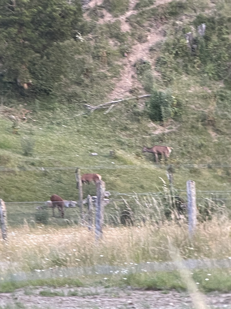 Red Deer from Ruta 225 CH, Puerto Varas, Los Lagos, CL on January 6 ...