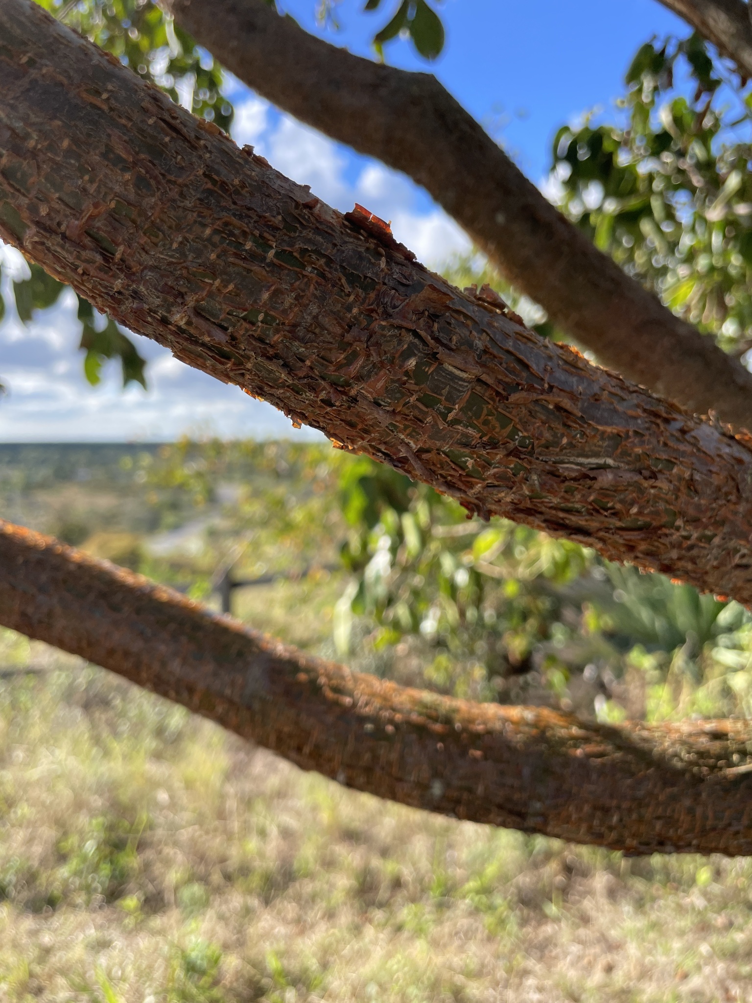 Bursera simaruba (L.) Sarg.