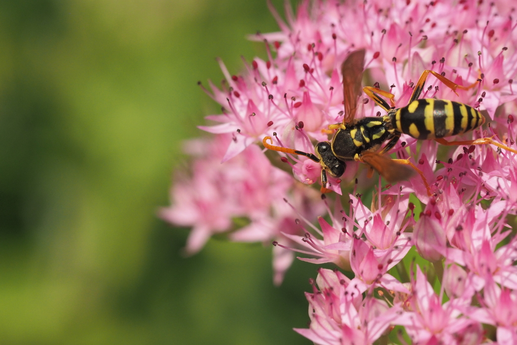 Asian Paper Wasp from 中国北京市海淀区 on September 10, 2016 at 01:36 PM by ...
