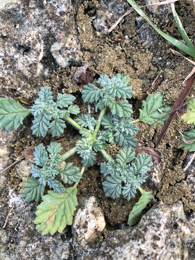 Coldenia procumbens in December 2022 by JODY HSIEH · iNaturalist