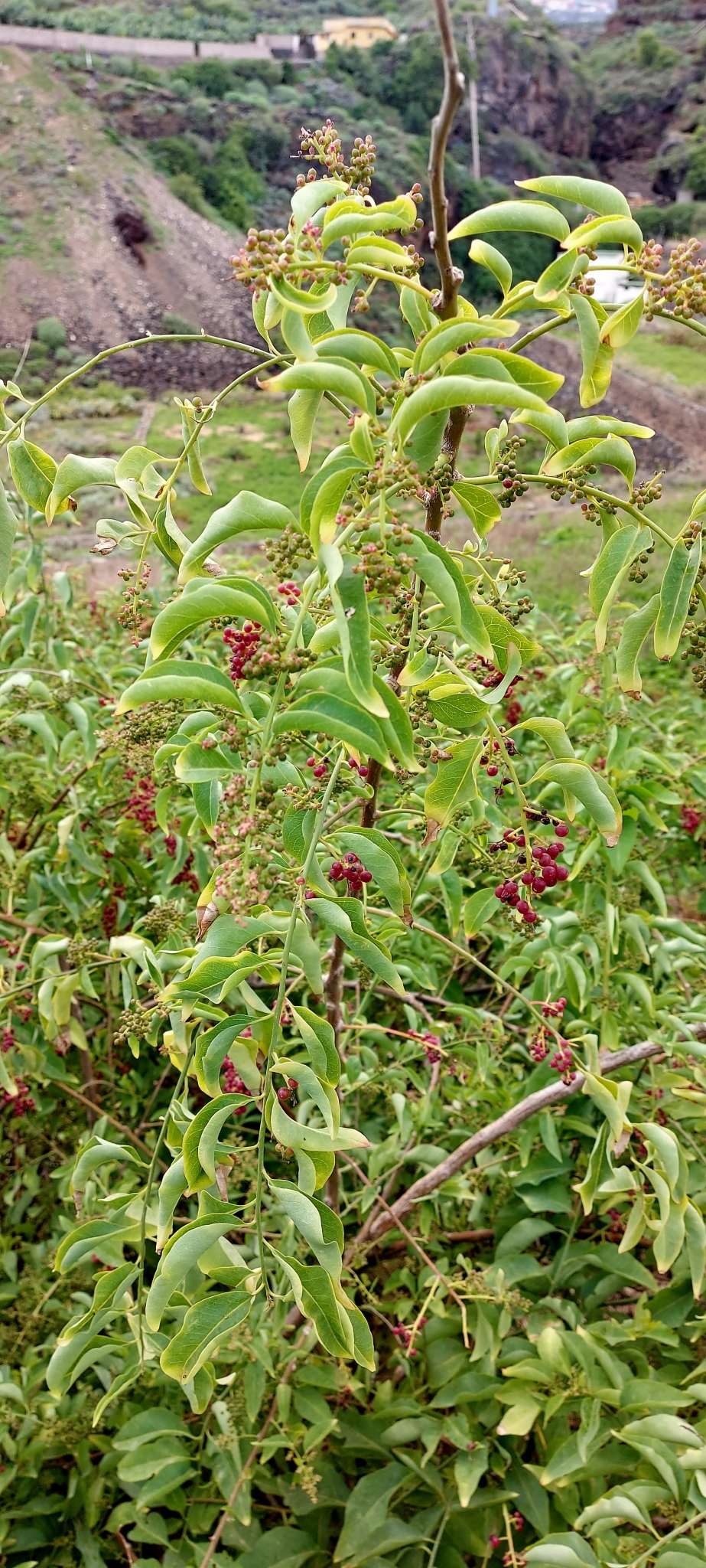 Bosea yermavora L.