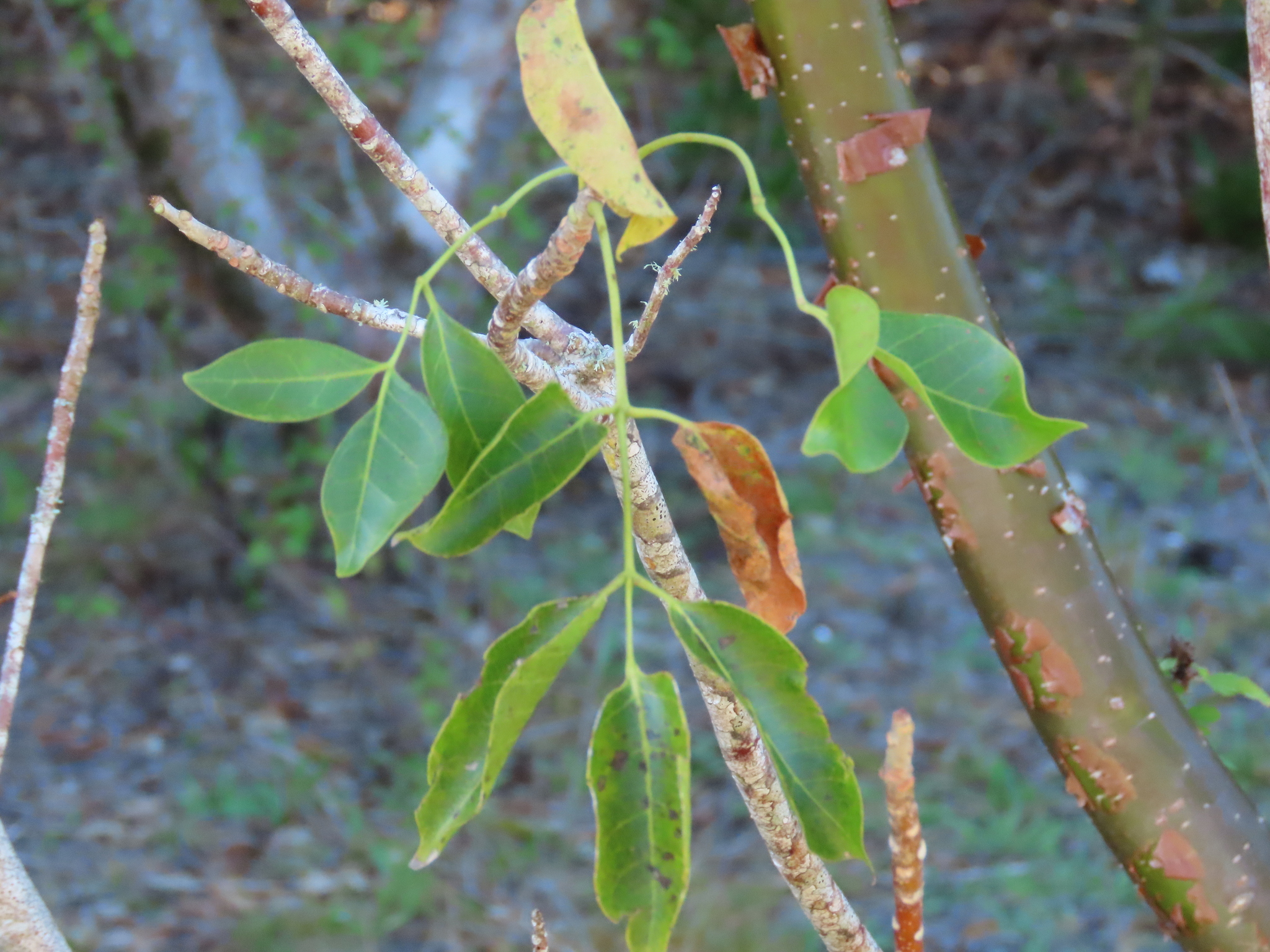 Bursera simaruba (L.) Sarg.