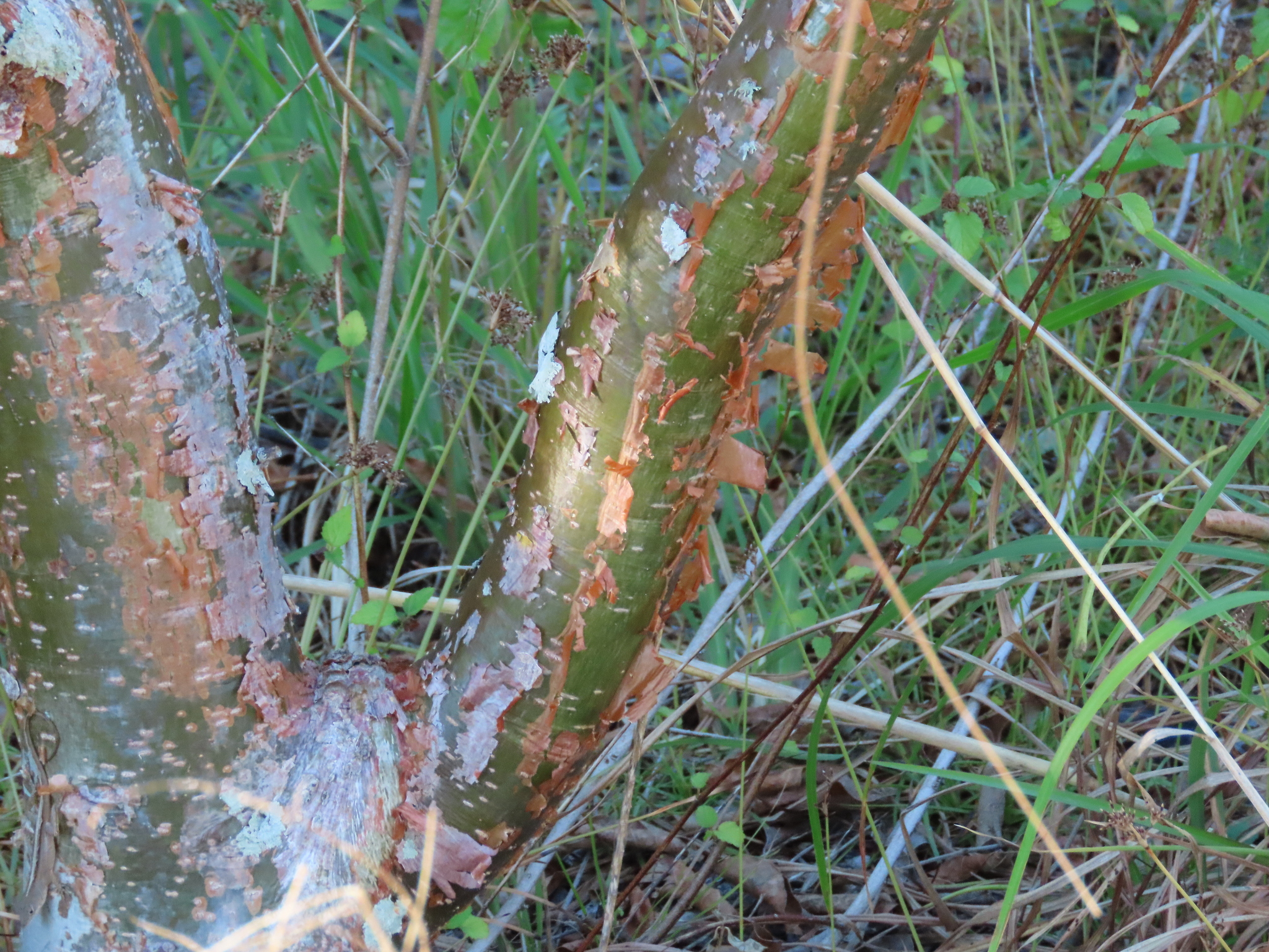 Bursera simaruba (L.) Sarg.
