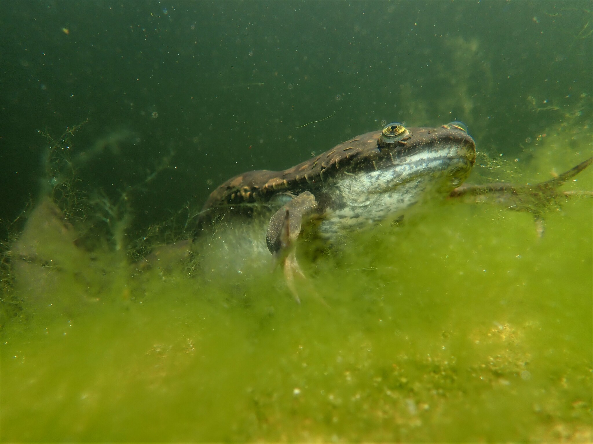 Xenopus laevis (Daudin, 1802)