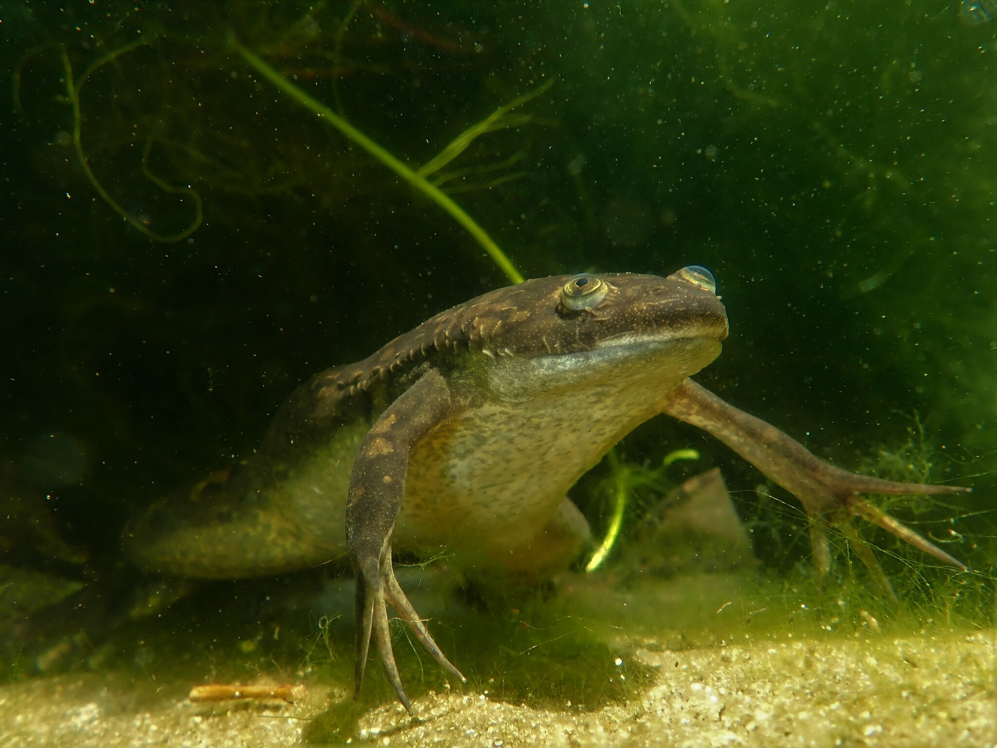 Xenopus laevis (Daudin, 1802)