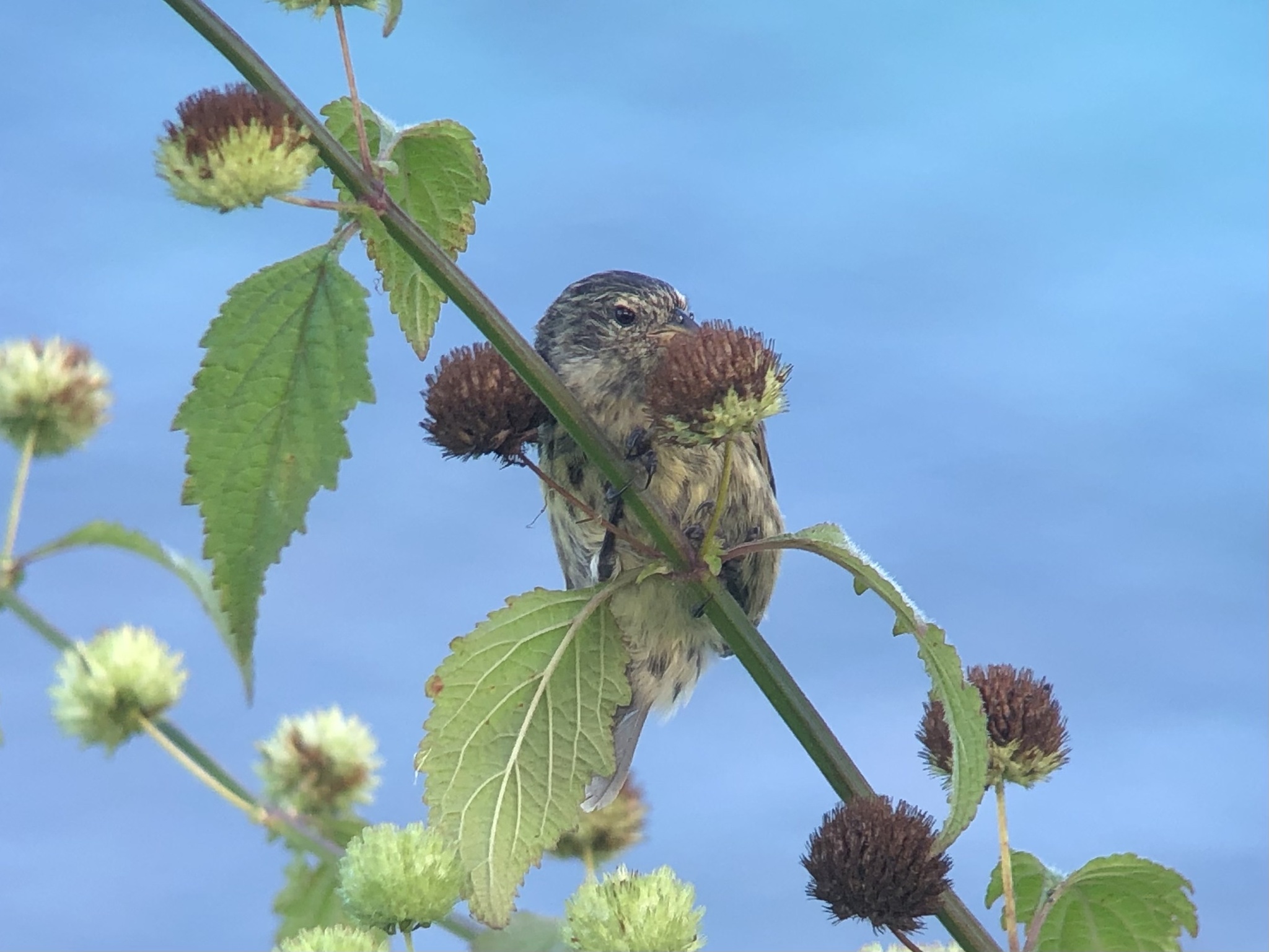 Pinaroloxias inornata (Gould, 1843)