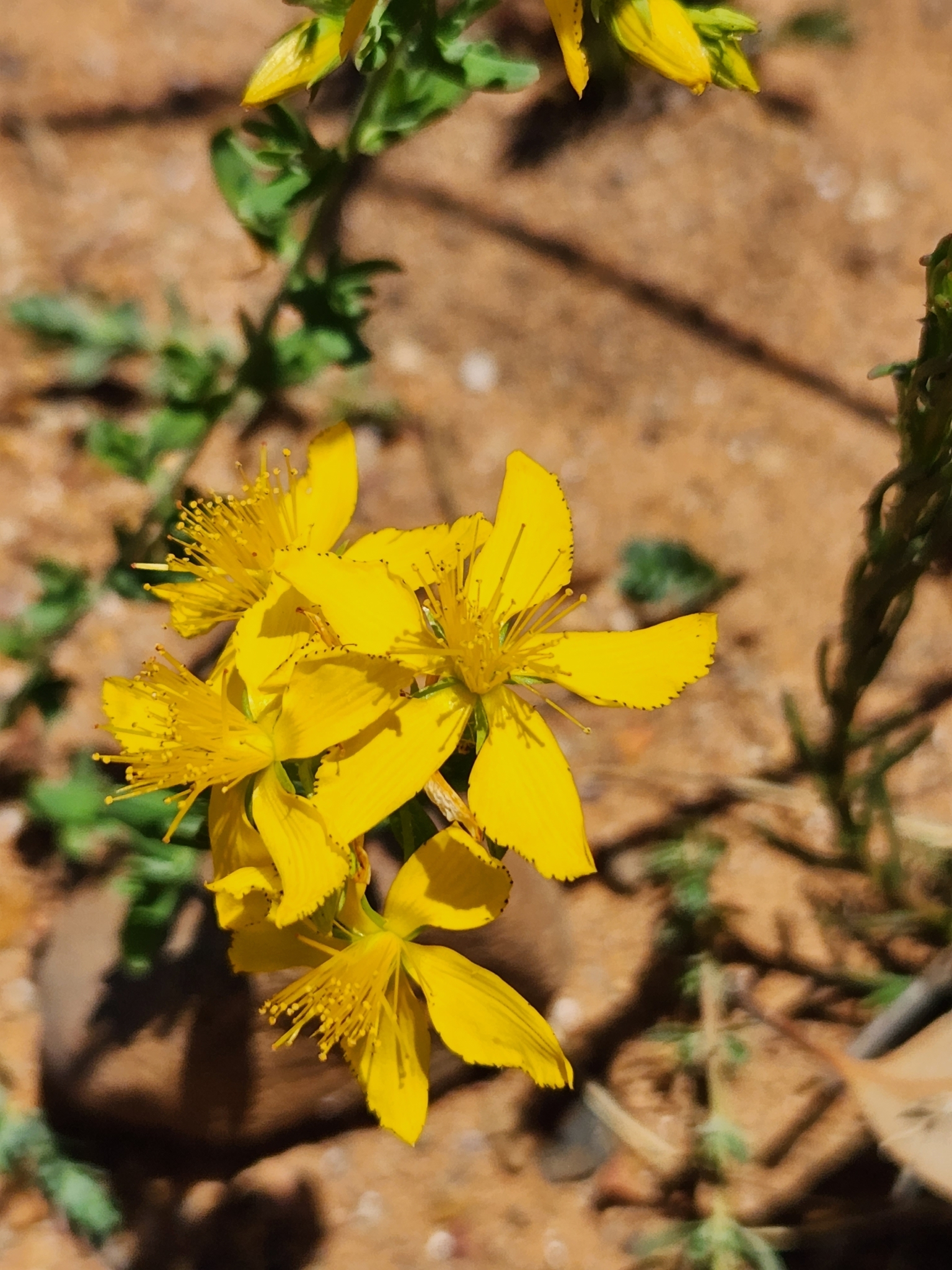 Hypericum perforatum L.