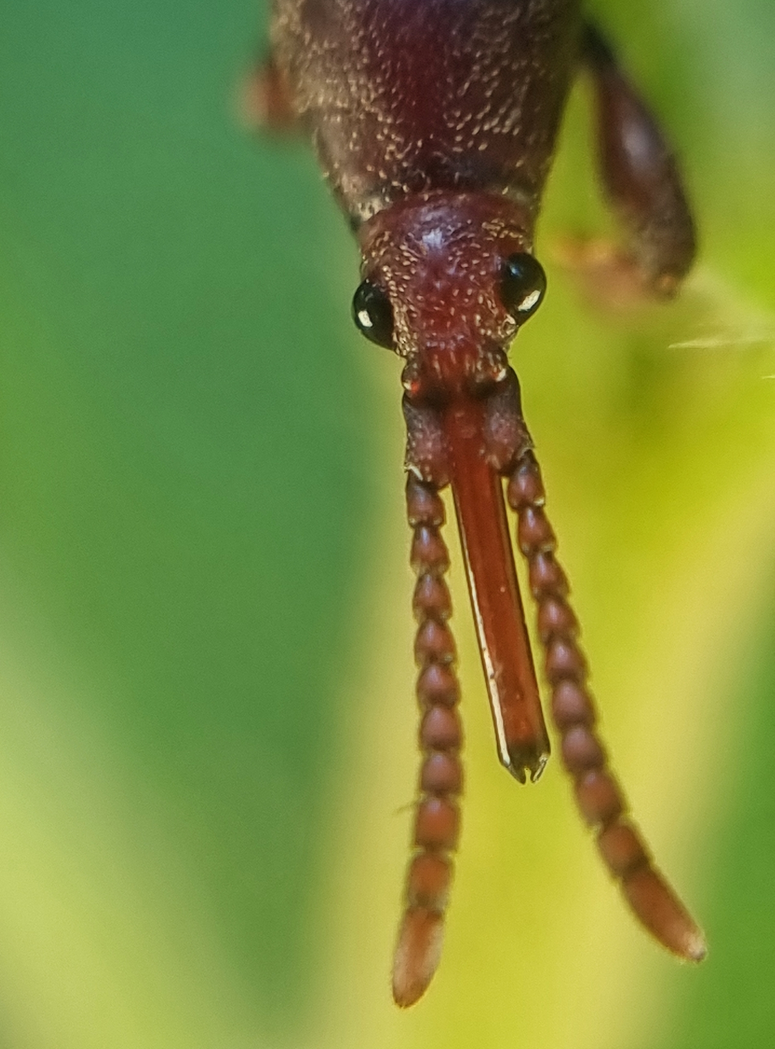 Baryrhynchus dehiscens (Gyllenhal, 1833)